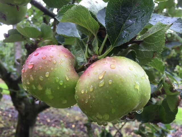 A preview of the Armagh Food & Cider Festival - Eating Ideas