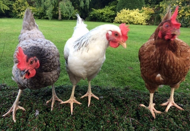 The joy of chicken keeping and my diva hen - Eating Ideas